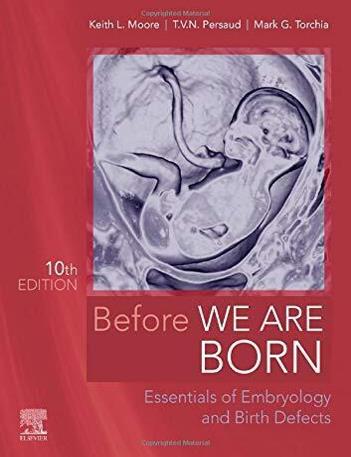 Anatomy Interactive Guide: Midgut and Hindgut Development (embryology ...