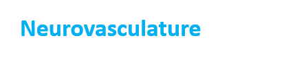 Anatomy Interactive Guide: Peritoneum and Peritoneal Cavity